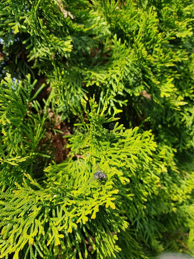 Thuja tree green wall stock image. Image of summer, green - 145878489