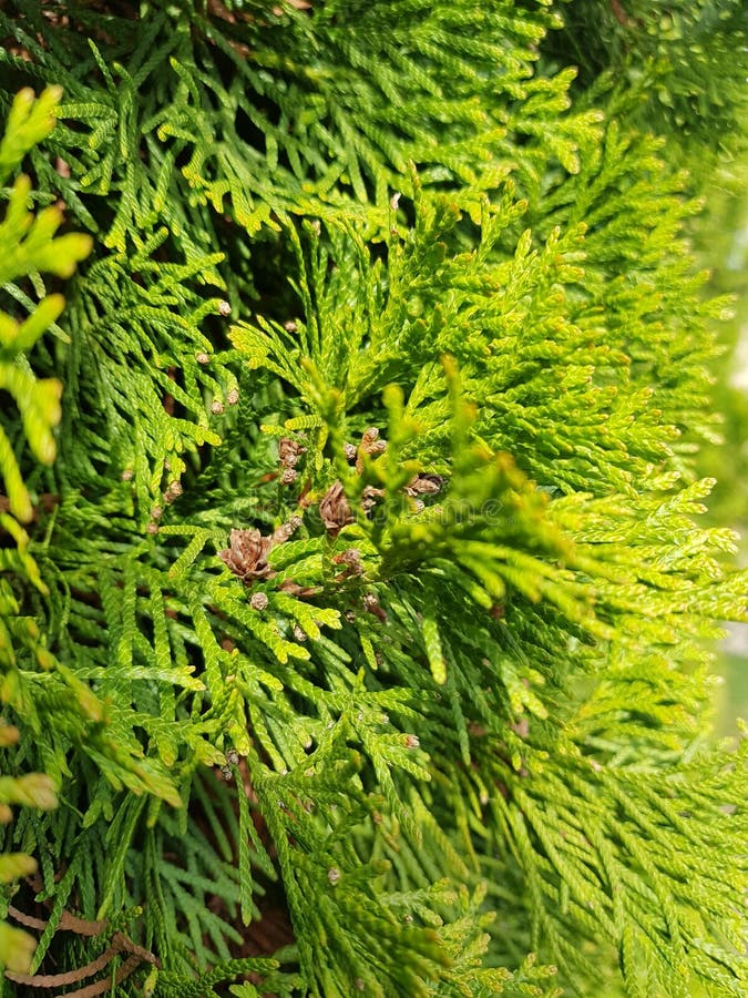 Thuja tree green wall stock photo. Image of pattern - 145878530