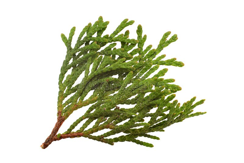 Tuya Plant Isolated Stock Photos - Free & Royalty-Free Stock Photos ...