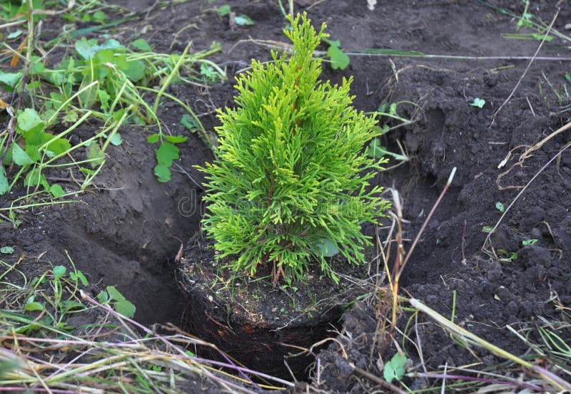 Thuja Tree Planting in the Garden, Thuja Tree Care Stock Photo - Image ...