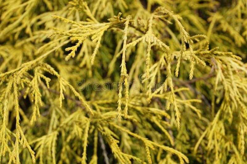 Thuja tree stock image. Image of yellow, garden, spring - 70574715