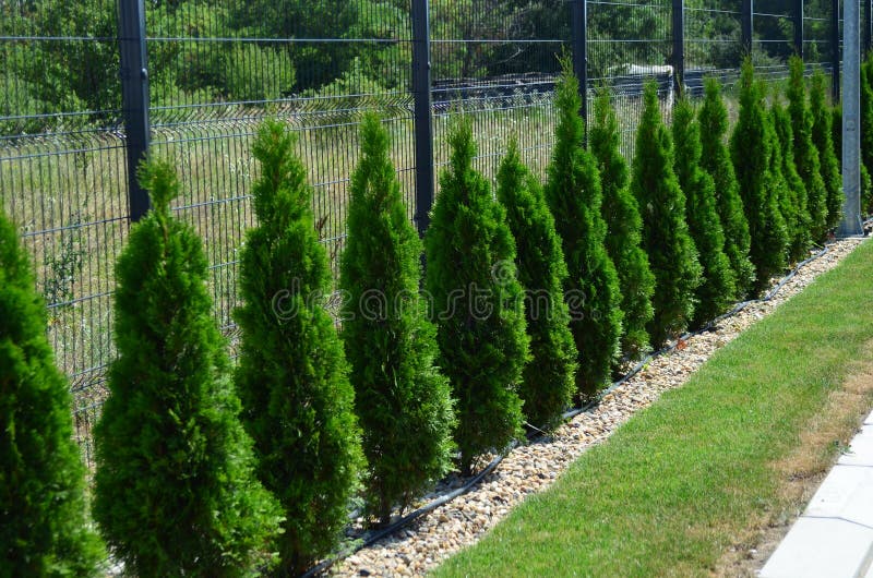 Thuja Treeline by the Fence Stock Image - Image of herb, woodland ...