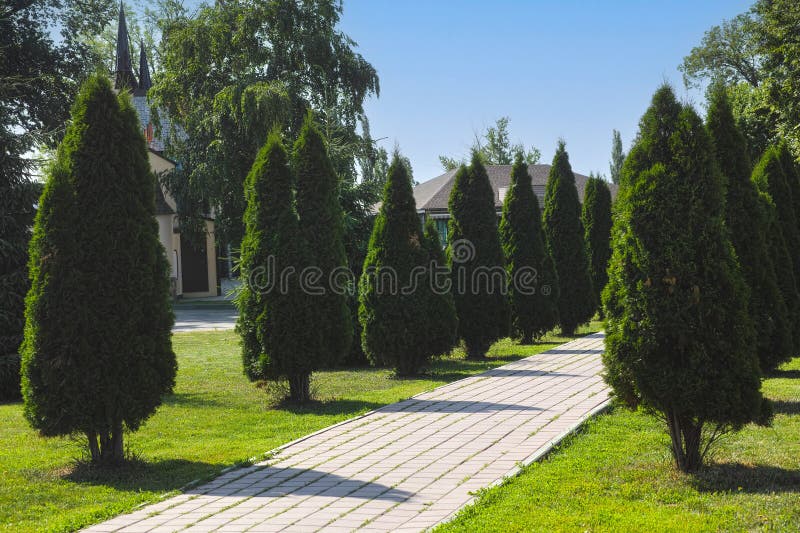 Thuja Trees Growing Along the Side of a Tiled Path in Park Stock Image ...