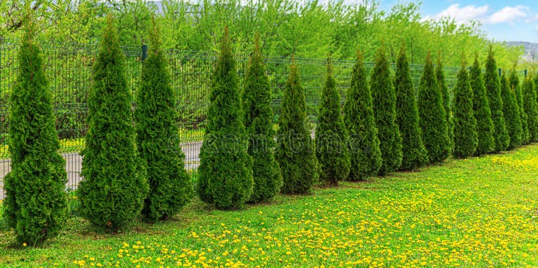 Thuja Trees are Planted in a Row. Stock Photo - Image of shrub, garden ...