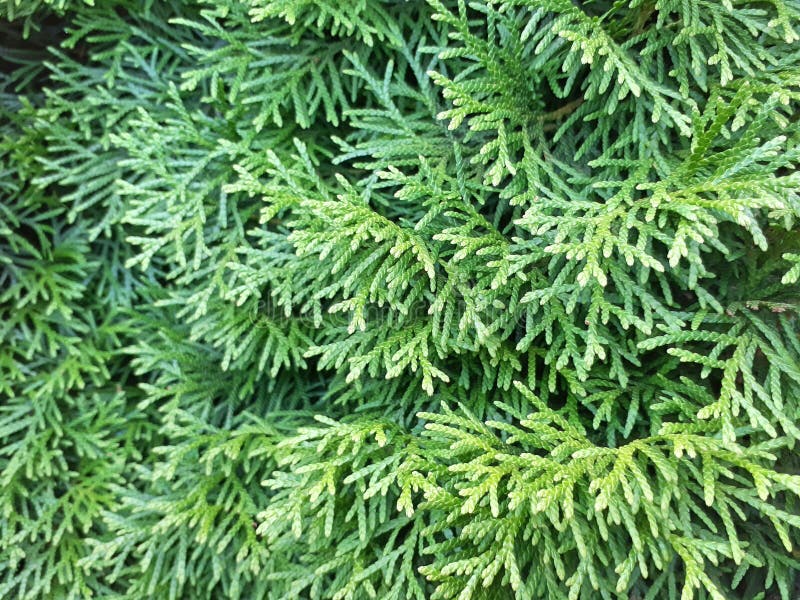 Thuja Occidentalis is an Evergreen Coniferous Tree Stock Image - Image ...