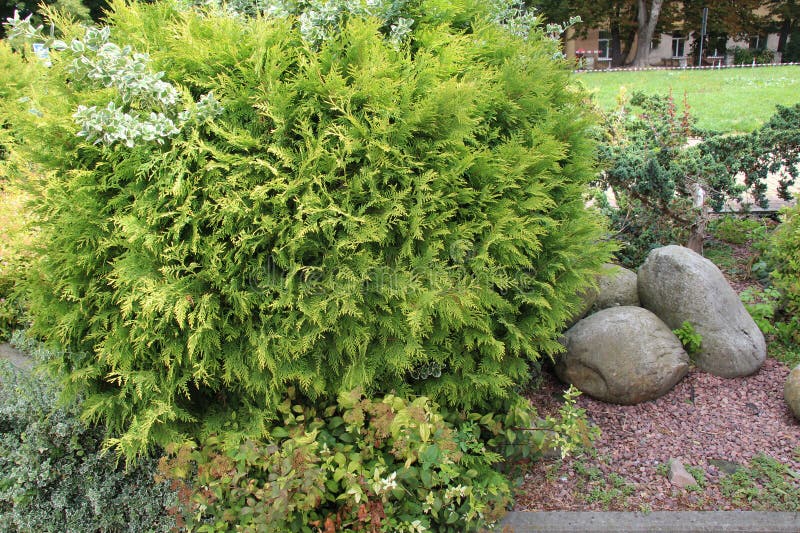 Thuja Western (Thuja Occidentalis) Grows in Nature Stock Photo - Image ...