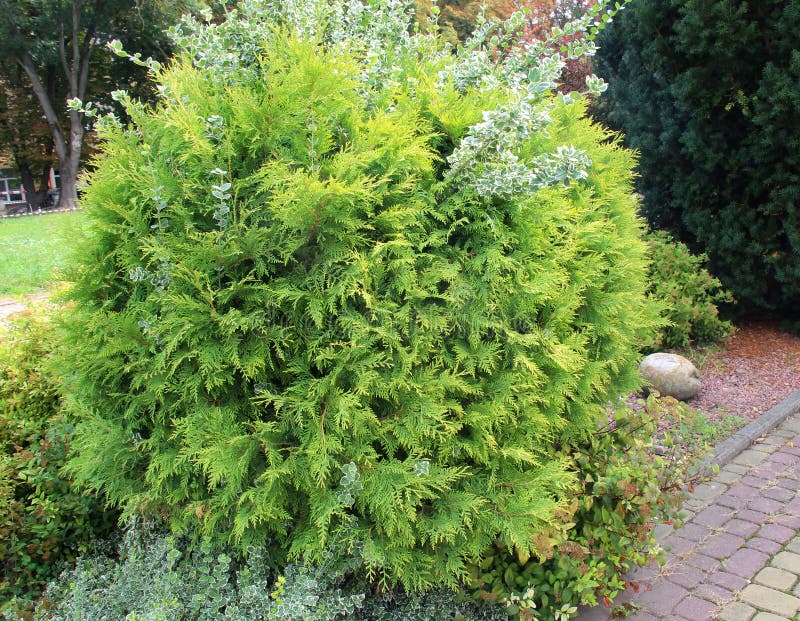 Thuja Western (Thuja Occidentalis) Grows in Nature Stock Image - Image ...