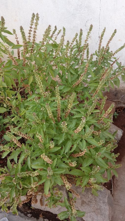 Thulasi stock photo. Image of thulasi, suffering, medicine - 119294468