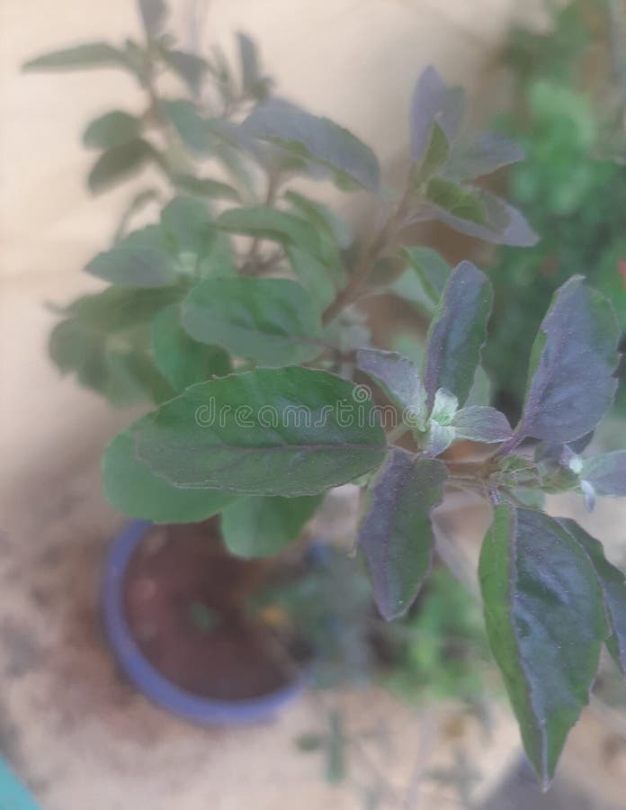 Thulasi plant and leaf stock photo. Image of thulasi - 218662026