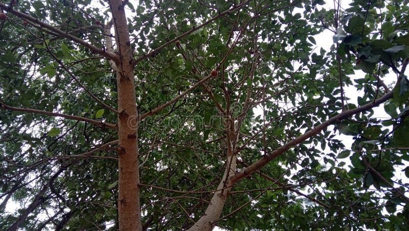 Thulish stock photo. Image of beld, thulish, hous, tree - 124085626