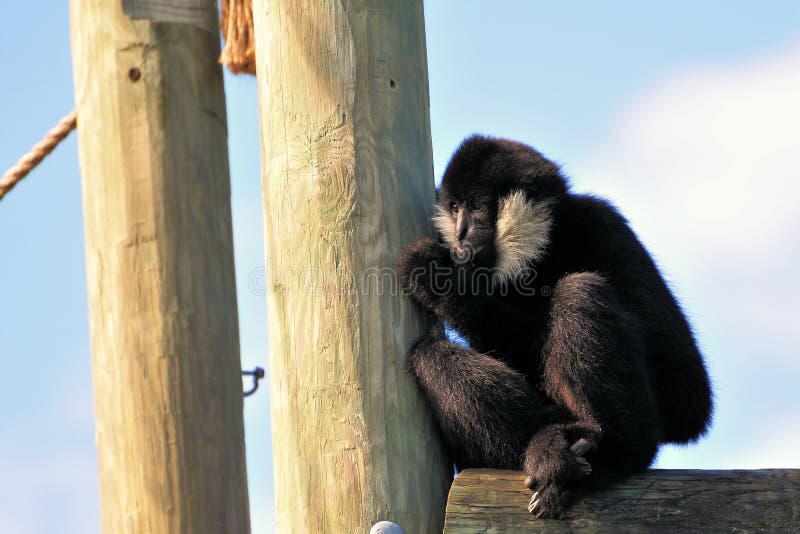 Thumb Sucking Monkey stock image. Image of play, monkeys - 21773623