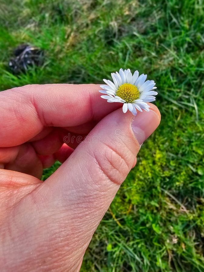 Thumb and Trigger Finger Holding Daisy Flower Stock Image - Image of ...