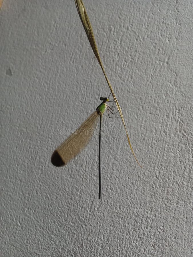 Thumbi seen at my house stock image. Image of flower - 181786207