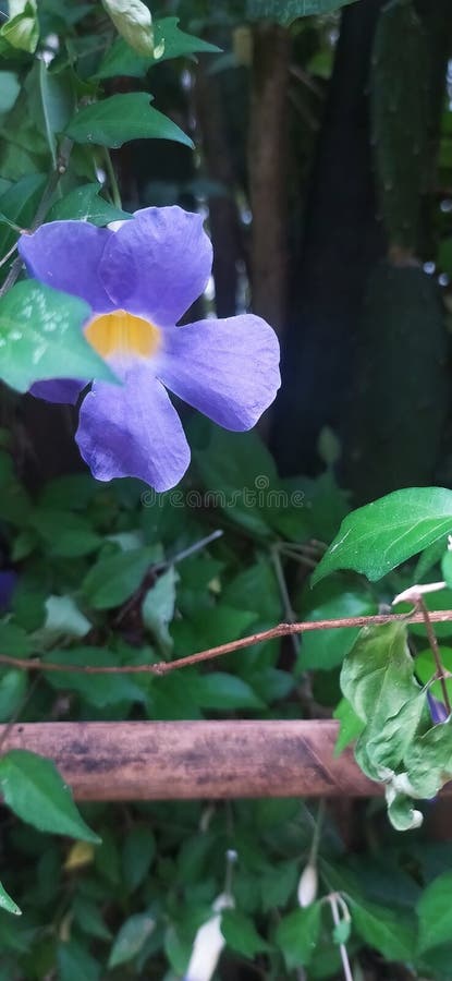 Thunbergia erecta flower stock photo. Image of flower - 325534212