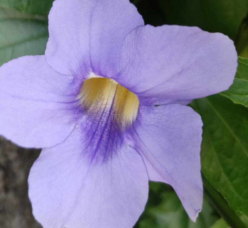 Thunder Bergia Flower Closeup Macroshot Stock Image - Image of blossom ...
