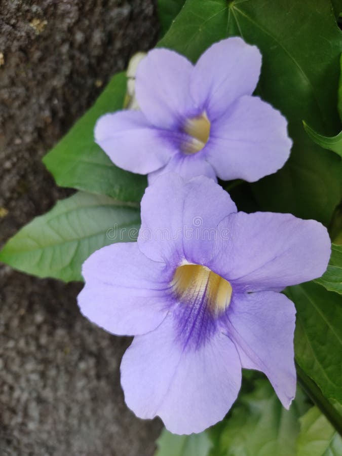 Thunder Bergia Flower Closeup Macroshot Stock Photo - Image of minute ...
