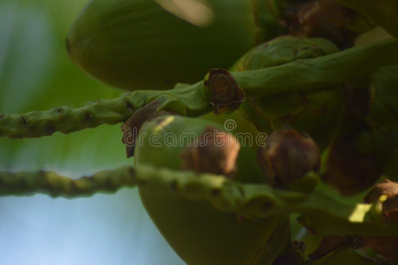 151 Thunder Coconut Stock Photos - Free & Royalty-Free Stock Photos ...