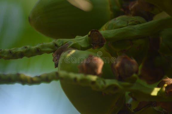 Thunder Coconut Marco Photography Stock Photo - Image of thunder, macr ...