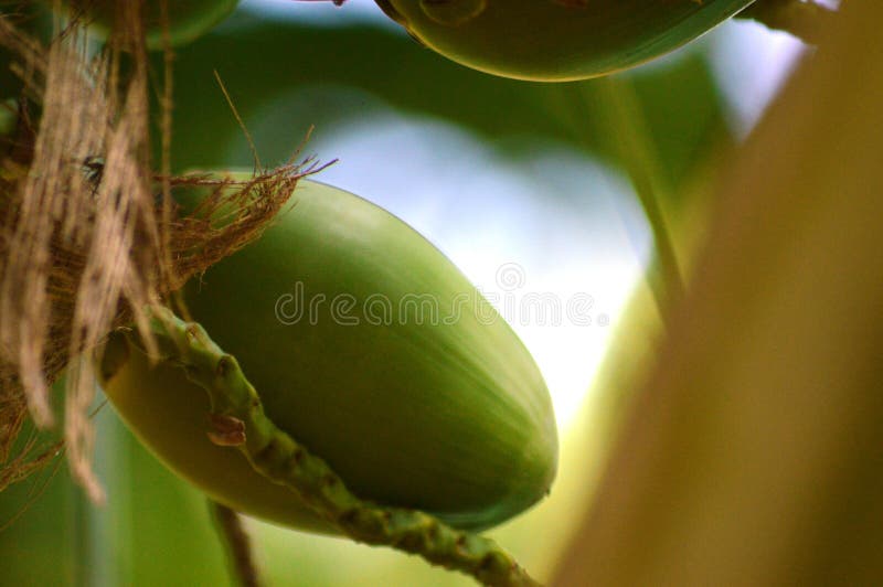 Thunder Coconut on Tree Macro Photography Stock Photo - Image of ...
