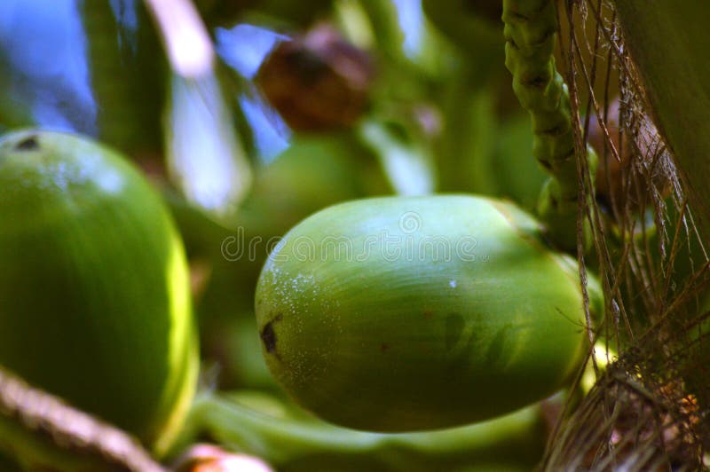 Thunder Coconut Yellow Stock Photos - Free & Royalty-Free Stock Photos ...