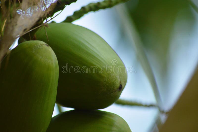 Thunder coconut on tree stock image. Image of flower - 185718243