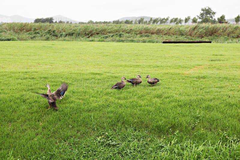 A thunderbolk in park stock photo. Image of nature, animal - 208677226