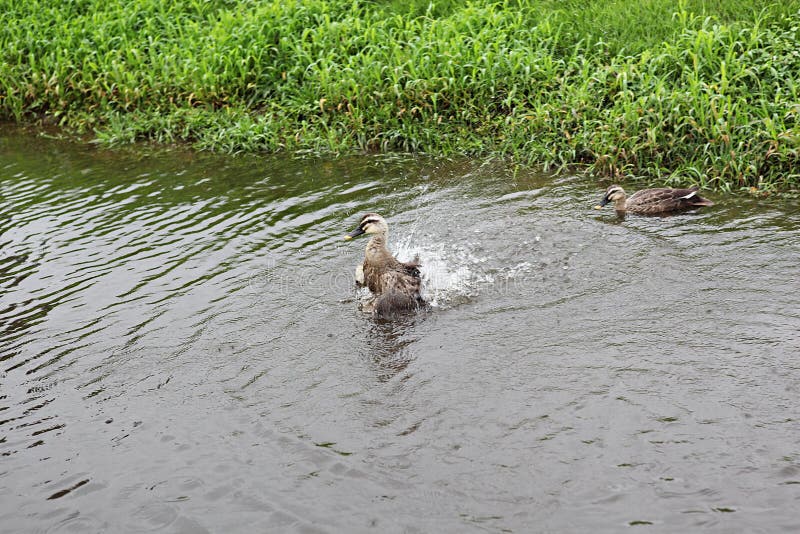 A thunderbolk in park stock image. Image of branch, summer - 208677383