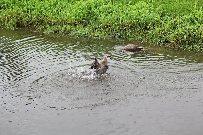 A thunderbolk in park stock photo. Image of herb, animal - 208677408