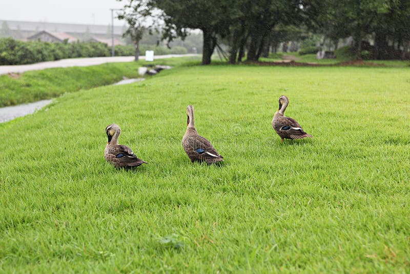 A thunderbolk in park stock photo. Image of animal, autumn - 208677438