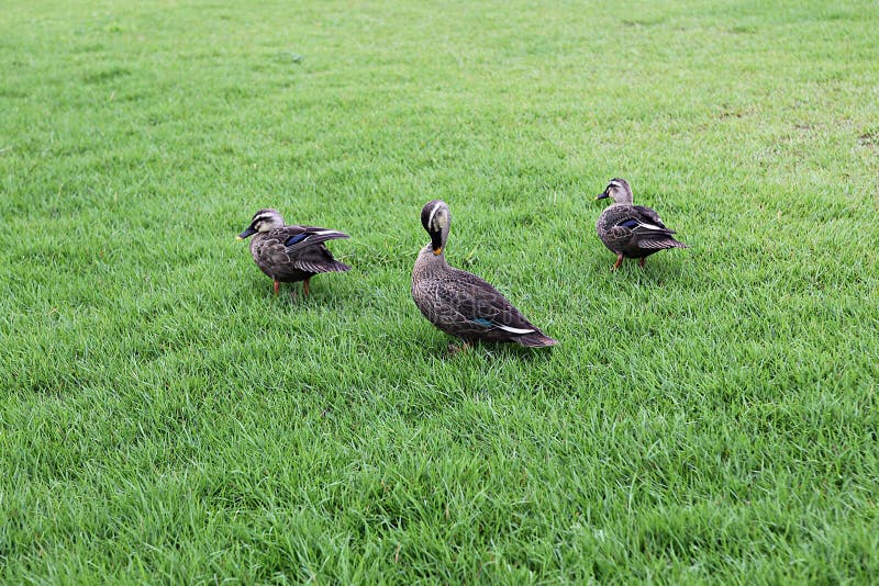 A thunderbolk in park stock photo. Image of ecological - 208677450