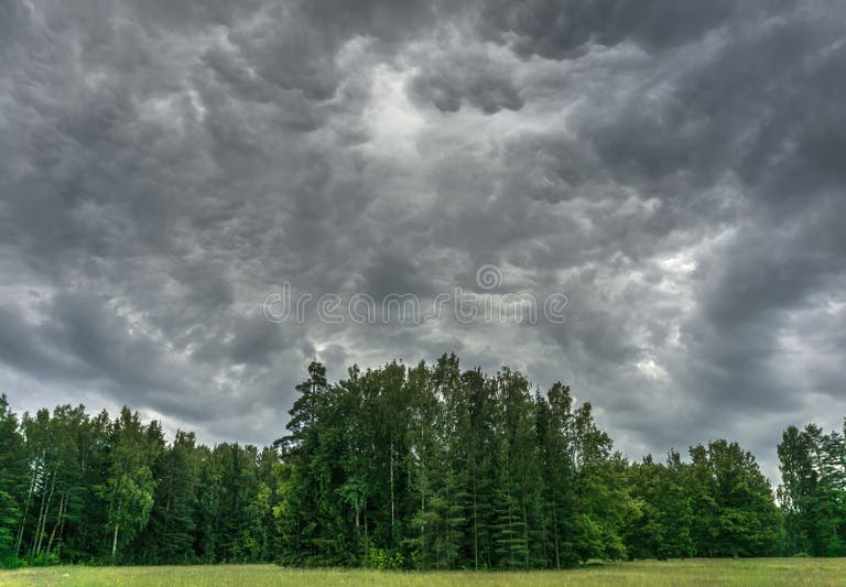 Thunder in the forest stock photo. Image of nature, outdoor - 113563464