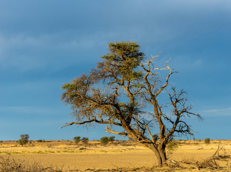 Thunder Storm Approaching Over Grass Plains Stock Photo - Image of ...