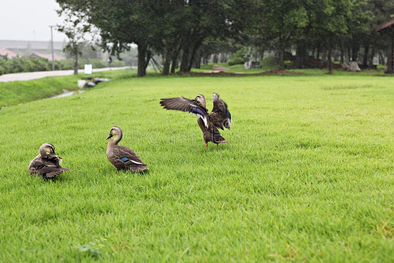 A thunderbolk in park stock photo. Image of thunder - 208677432