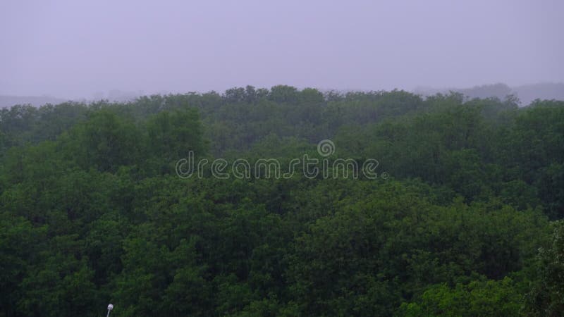 Thunderstorm on the Background of a Green Forest, Heavy Rain with Wind ...