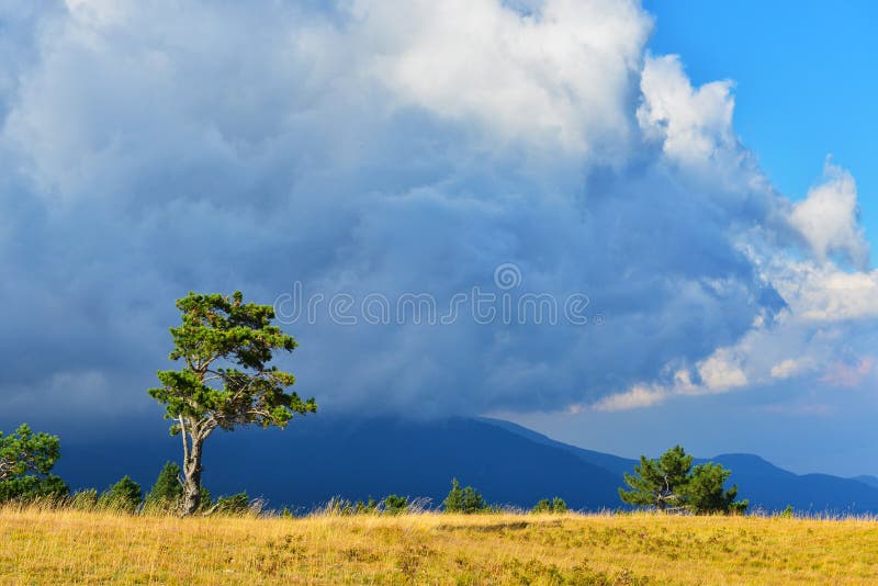 Thunderstorm field stock photo. Image of land, tree, pine - 43267262