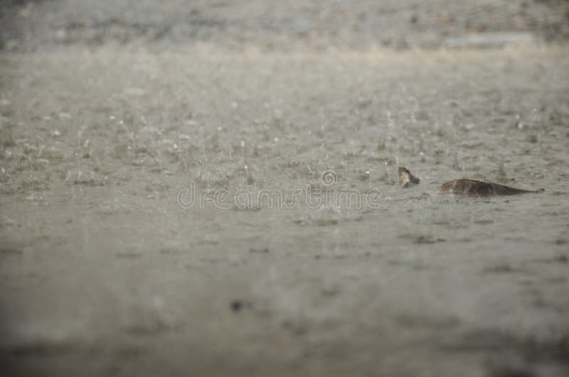 Thunderstorm and Raining Drop on Ground Stock Photo - Image of nature ...
