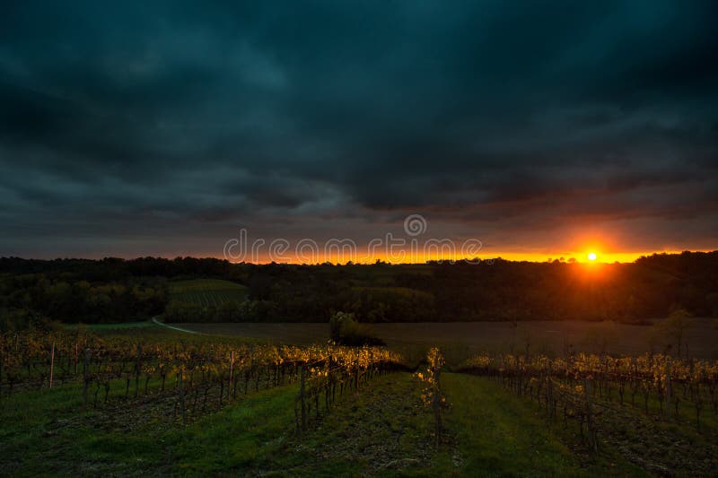 Thunderstorm with Sunset in Grape Field. Stock Image - Image of autumn ...