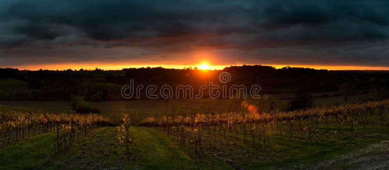 Thunderstorm with Sunset in Grape Field. Stock Photo - Image of ...