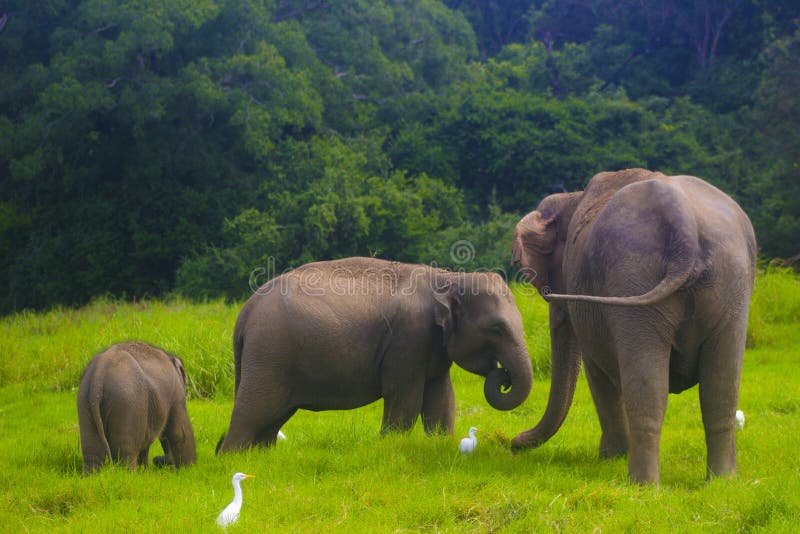 Thunpath Rana Eliphant Family Image stock - Image du asie, faune: 122671593