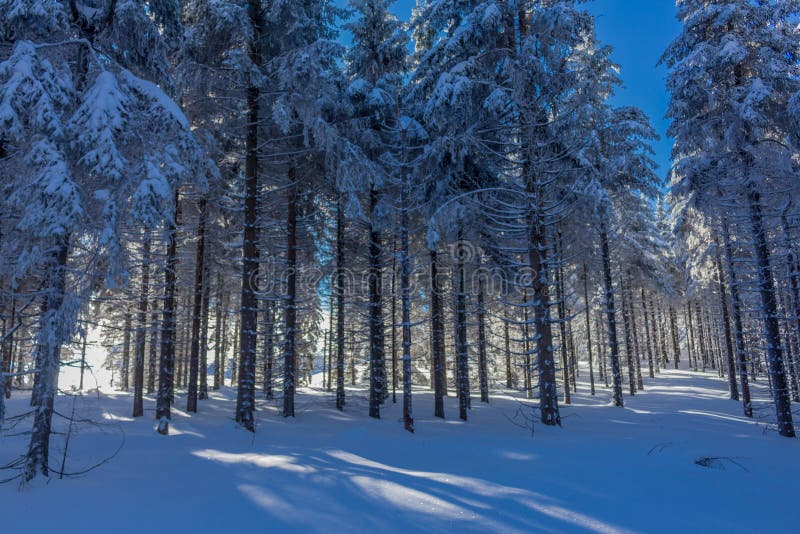 On the Way through the Thuringian Forest in Its Full Glory Stock Image ...