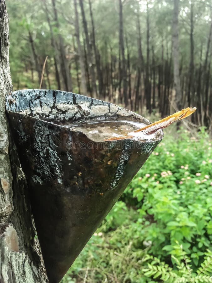 Tree glue extracting image stock photo. Image of nature - 184825984