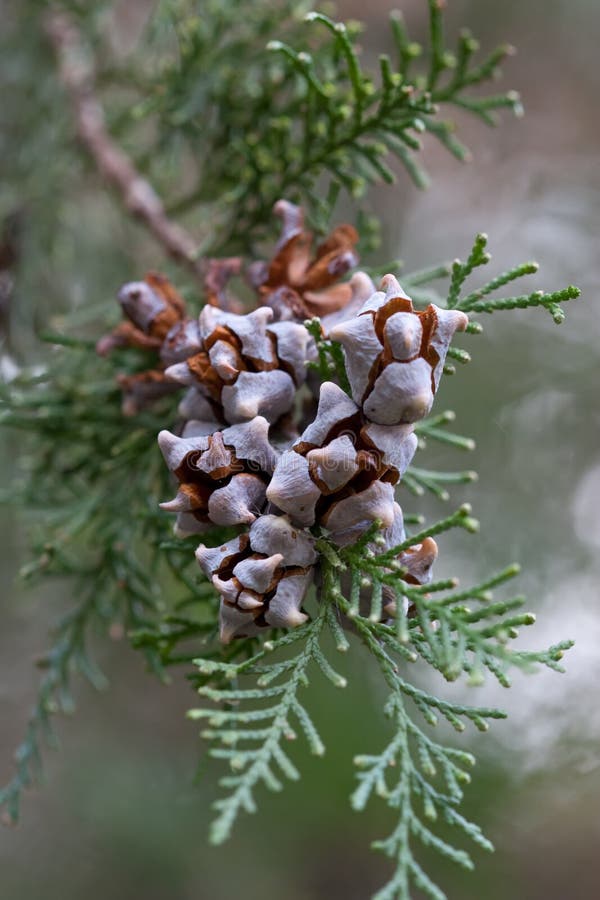 Thuya stock photo. Image of macro, cupressaceae, arborvitae - 14269284