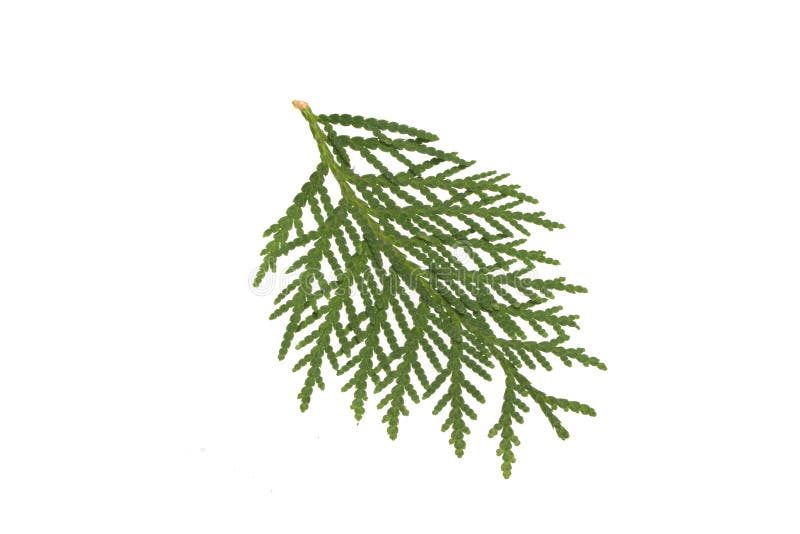 Thuya Aislado En El Fondo Blanco Foto de archivo - Imagen de follaje ...