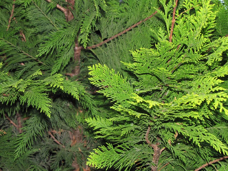 Thuya stock image. Image of green, nature, seasonal, arborvitae - 80091129