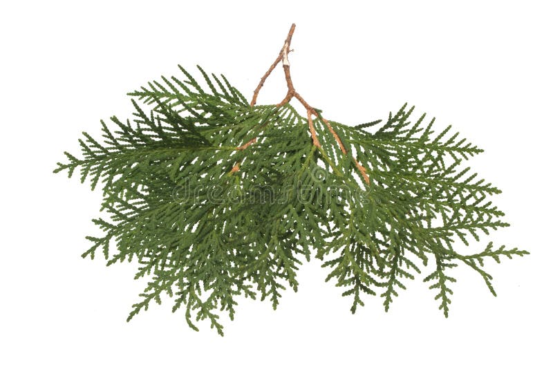 Thuya Isolated on White Background Stock Image - Image of beautiful ...