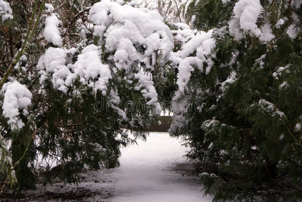 Thuya and Pine Trees in Winter Stock Photo - Image of nature, scenics ...