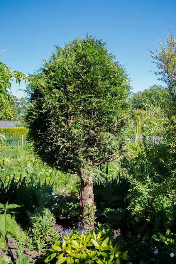 Thuya plant in the garden. stock photo. Image of poland - 76460320