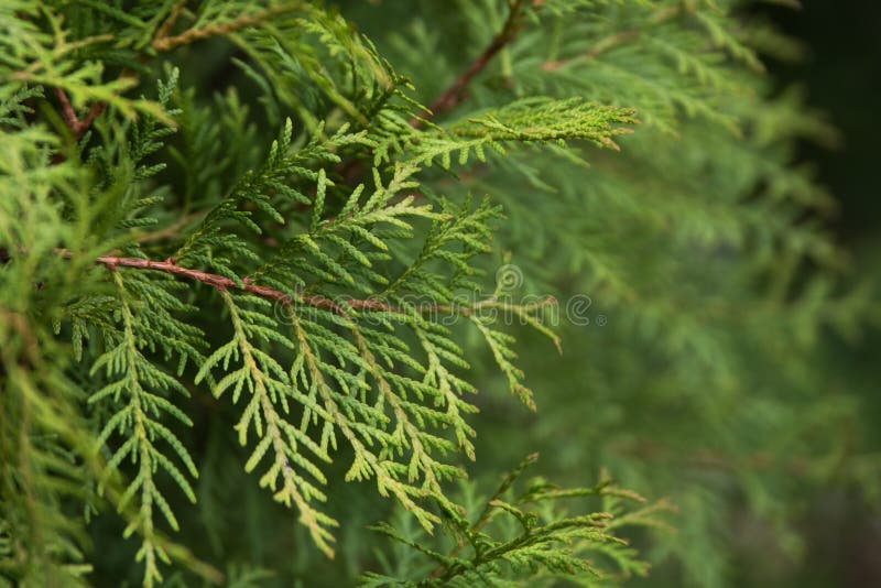 Thuya texture background stock image. Image of decorative - 98004021