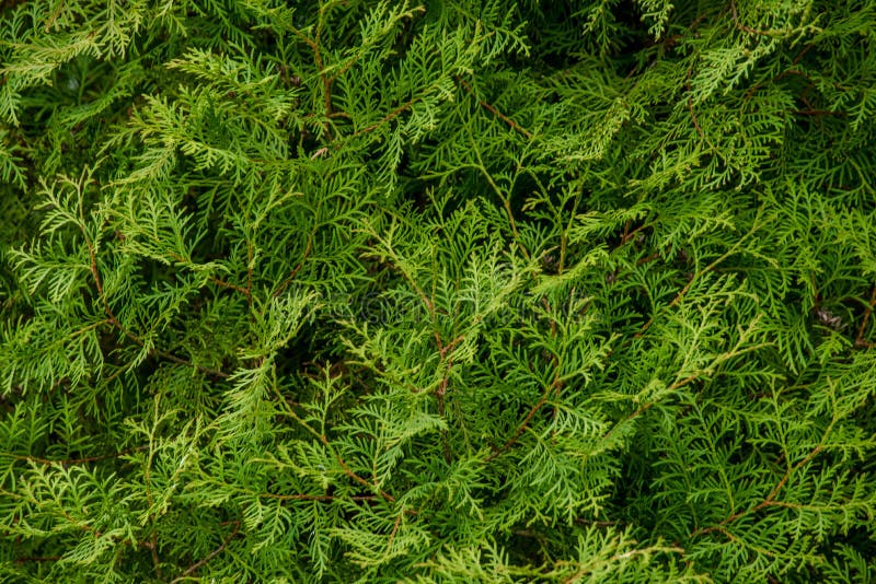 1,305 Thuya Texture Stock Photos - Free & Royalty-Free Stock Photos ...