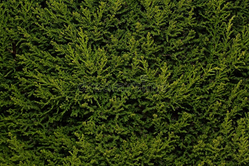 Tuja Bush. Clearance In The Bush. Garden Design. Stock Image - Image of ...